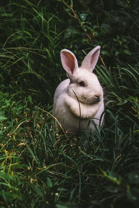 Facts about rabbits