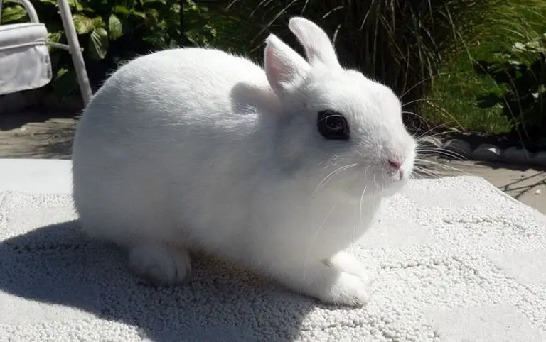 Rabbit breeds you should know about
