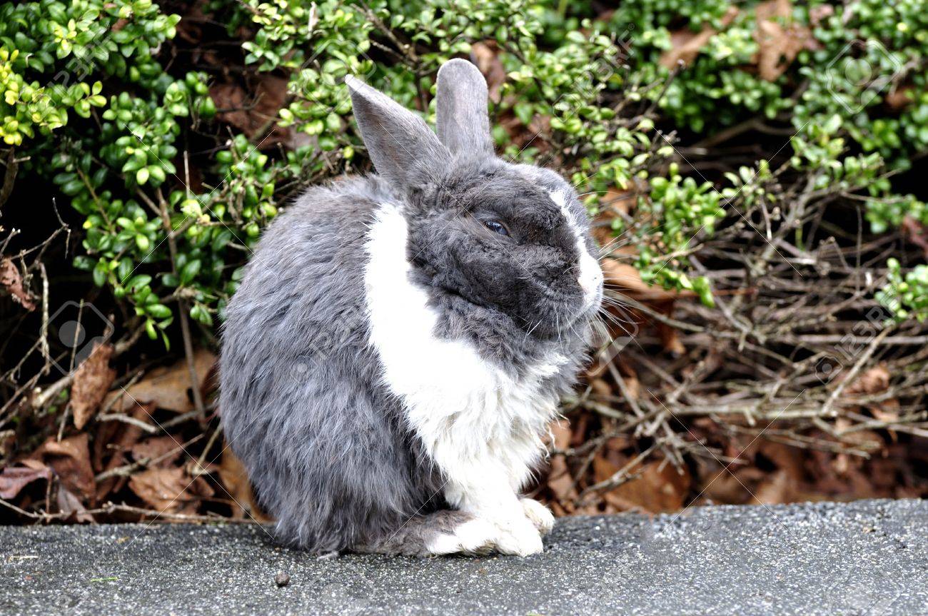 Rabbit Facts you should know About - Rabbitszone