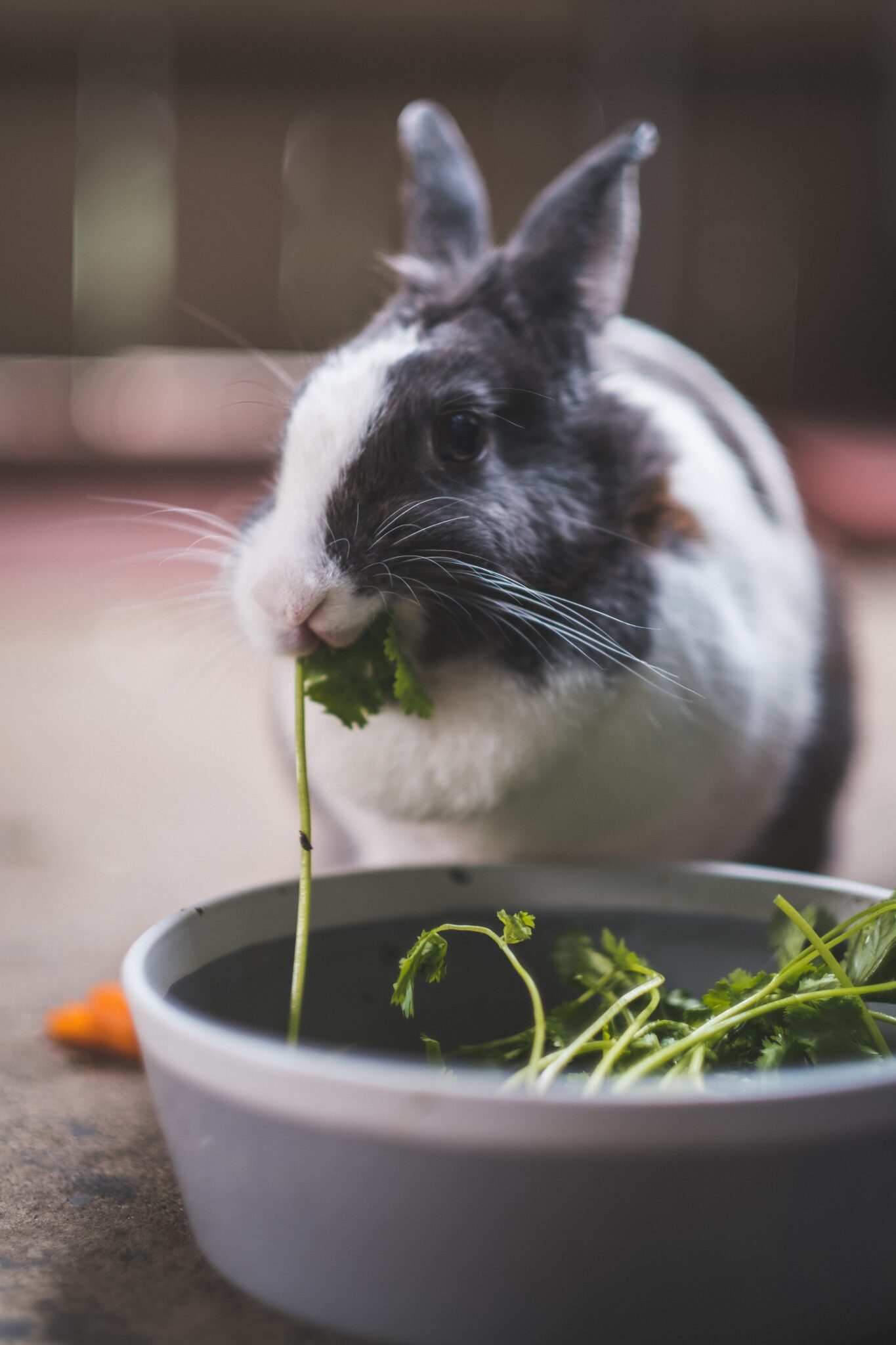 What veggies can rabbits eat?