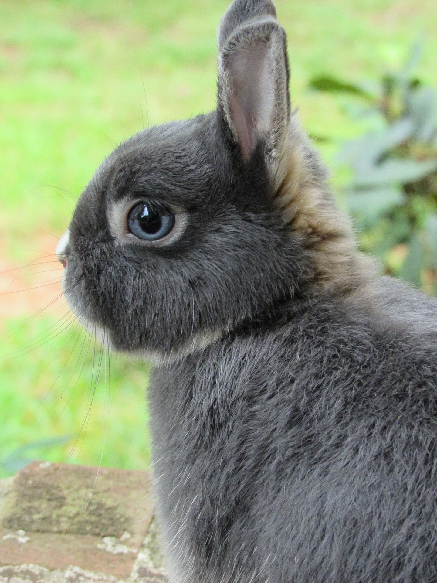 Netherland dwarf rabbit info and facts