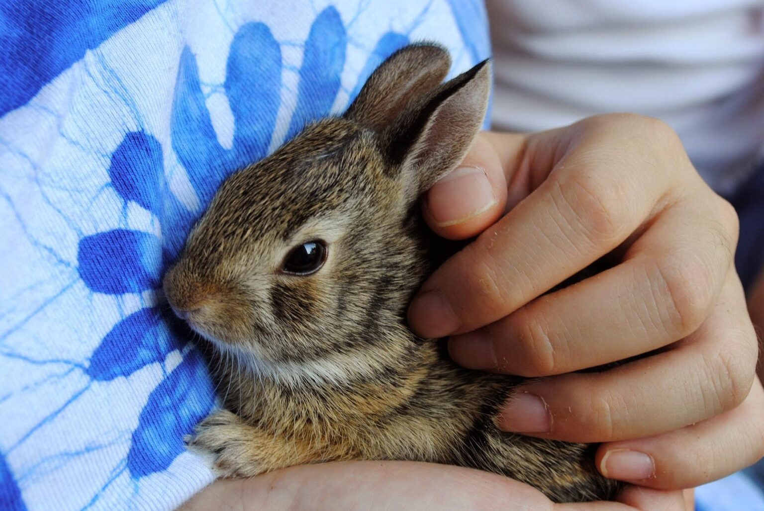 Want to keep a pet rabbit? Here's what you need to know