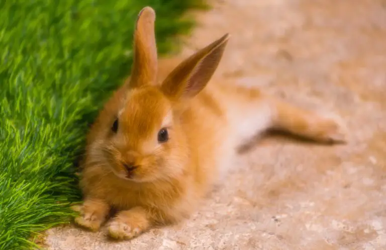 Rabbit sphinx position meaning