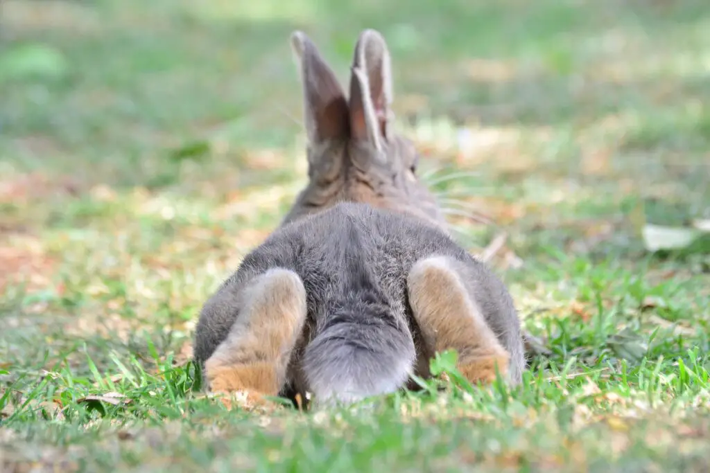 Rabbit sphinx position meaning