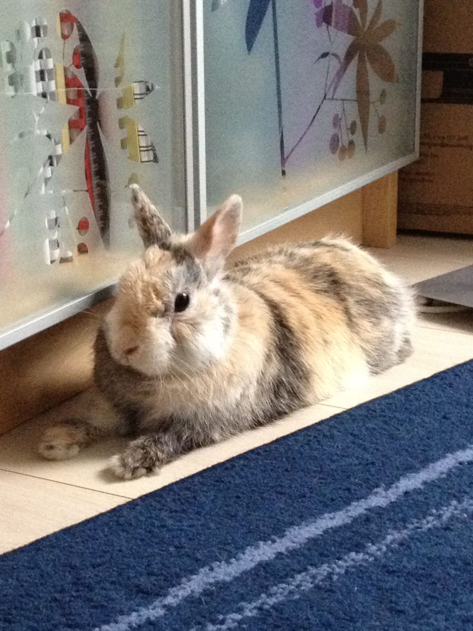 Rabbit sphinx position meaning
