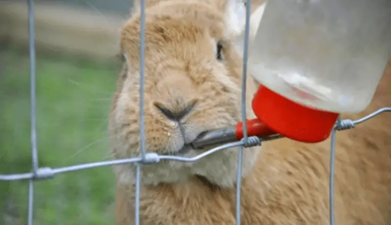 How to teach a rabbit to drink from a water bottle