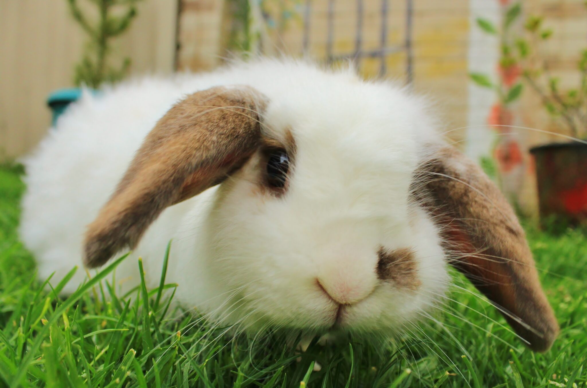 Rabbit breeds originating in the UK