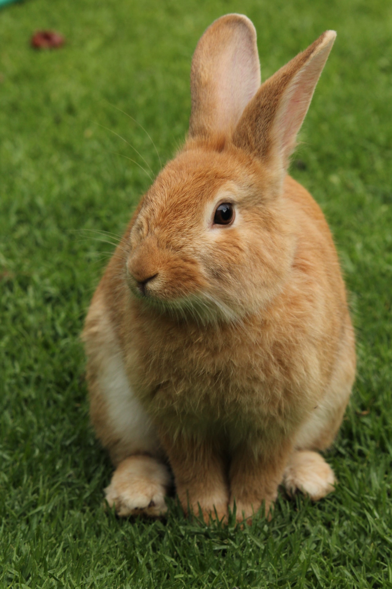 Ginger rabbit breeds