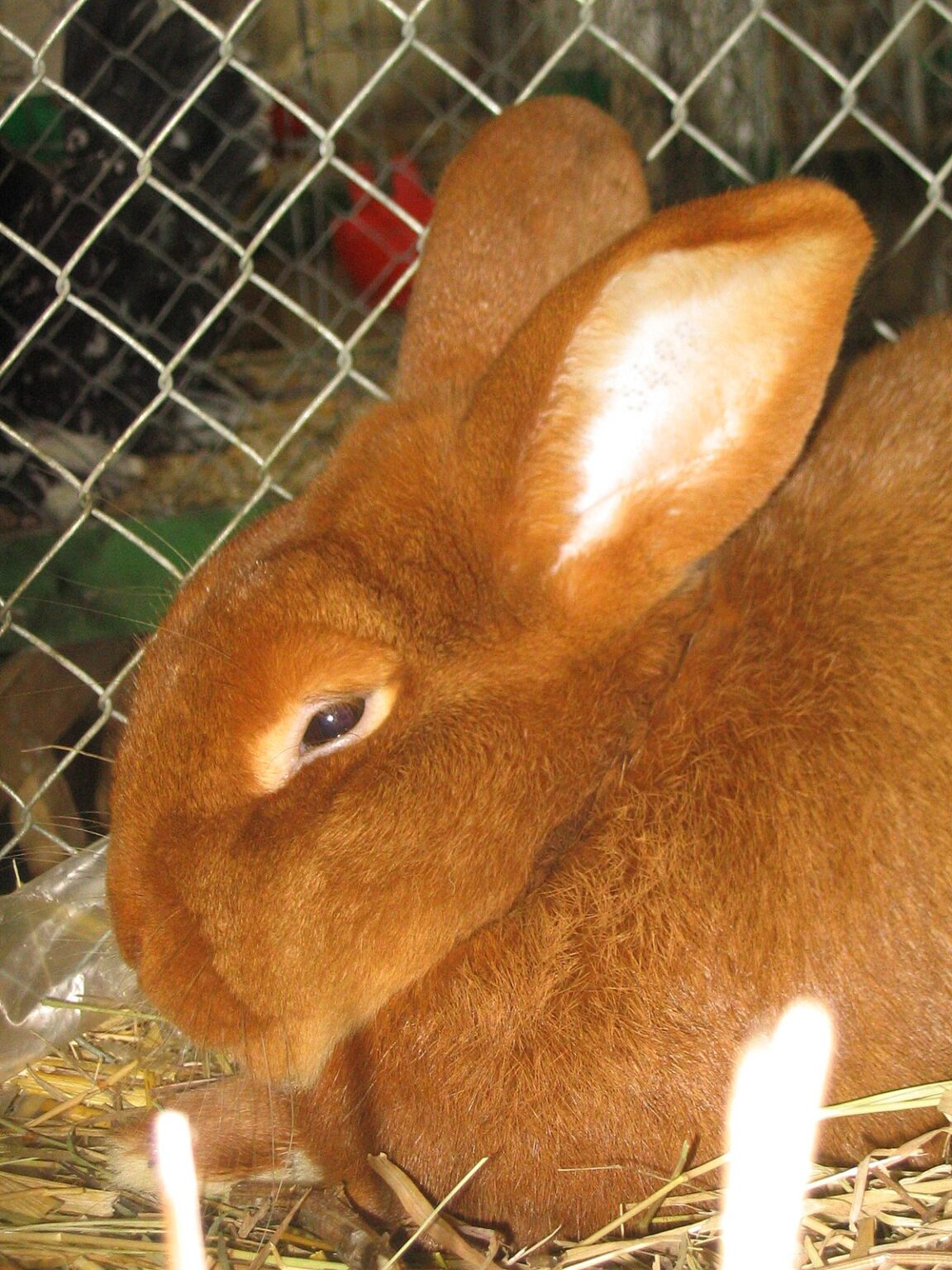 Ginger rabbit breeds