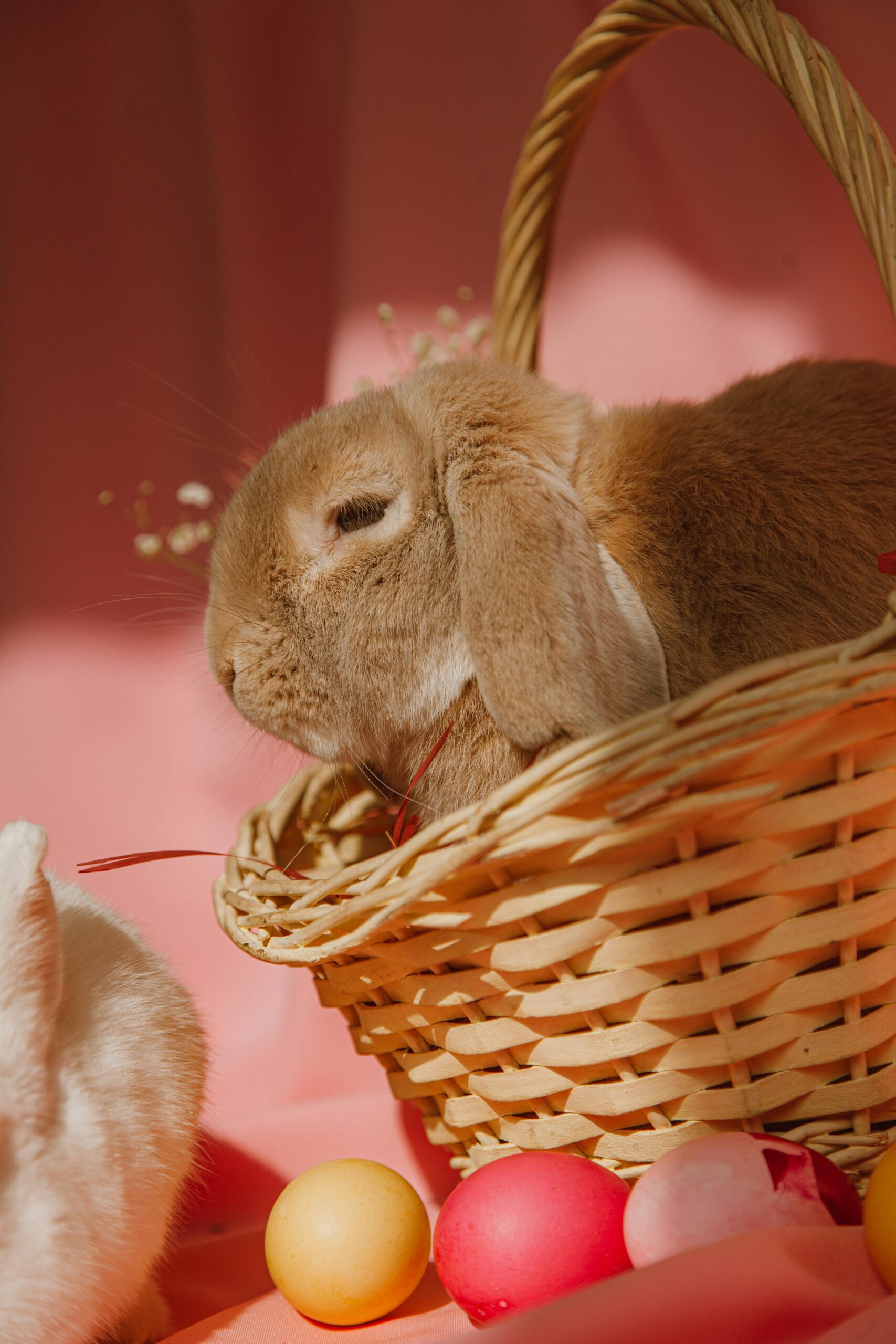 The link between rabbits and Easter traditions