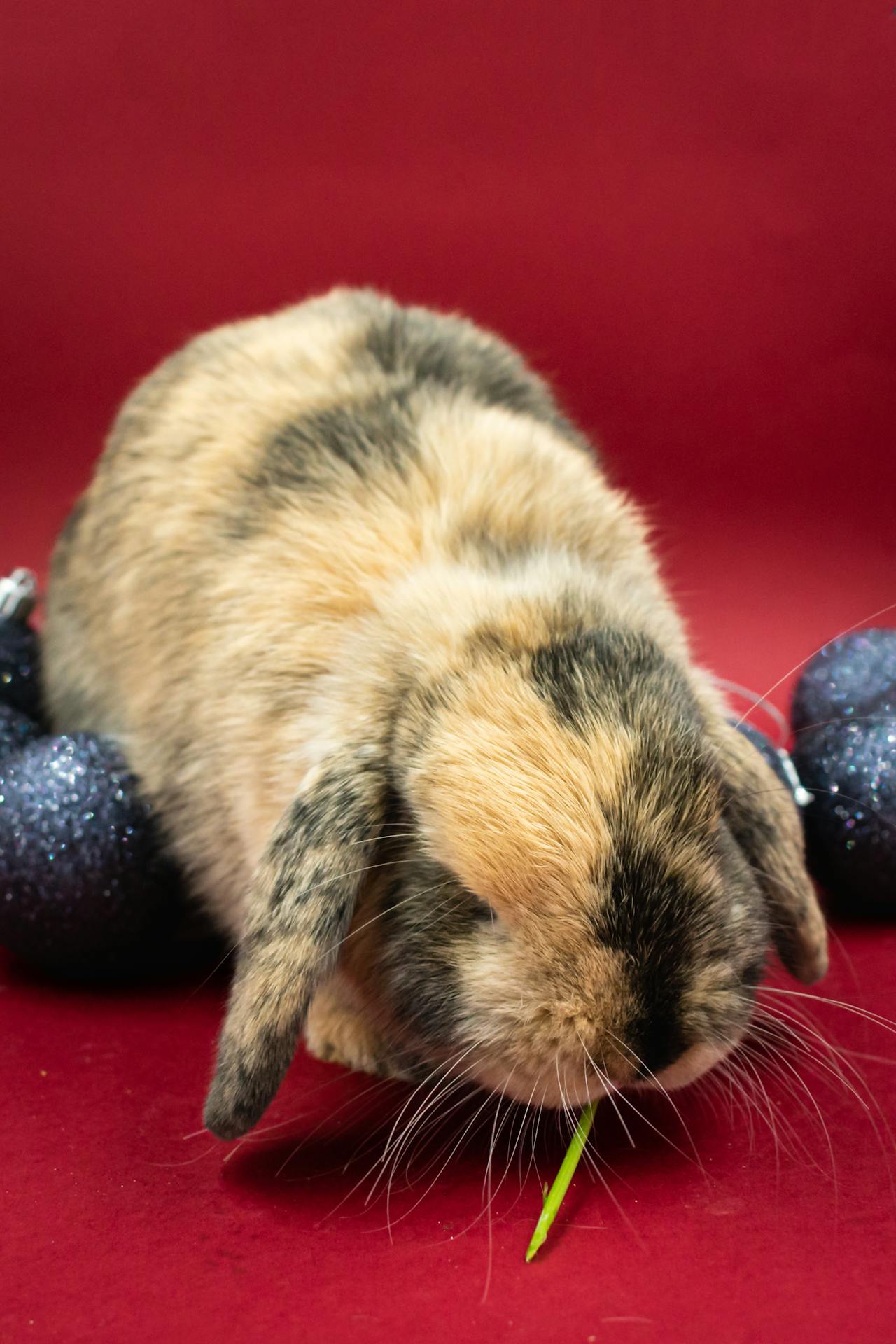 Physical characteristics and appearance of harlequin rabbits