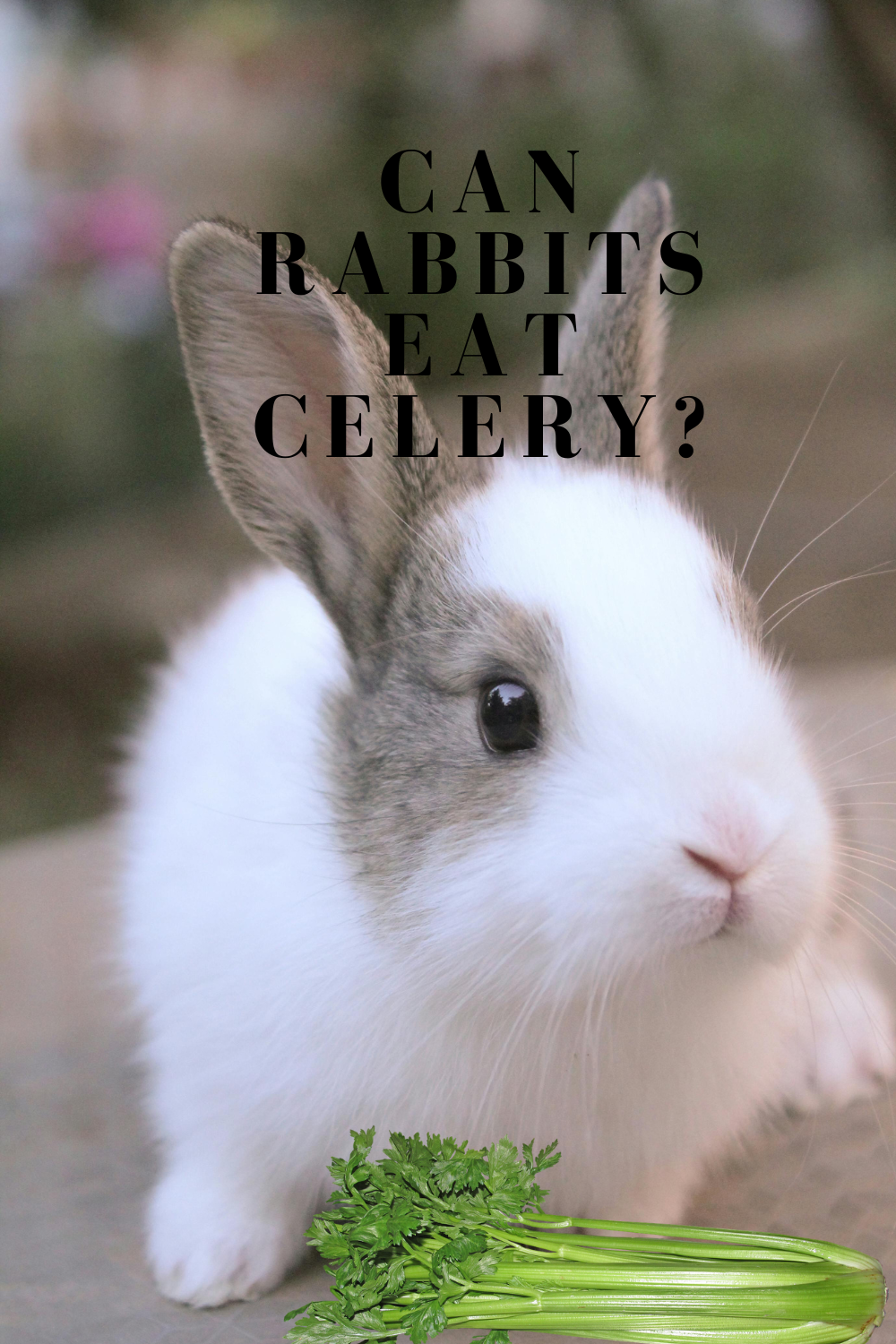 Can rabbits eat celery?
