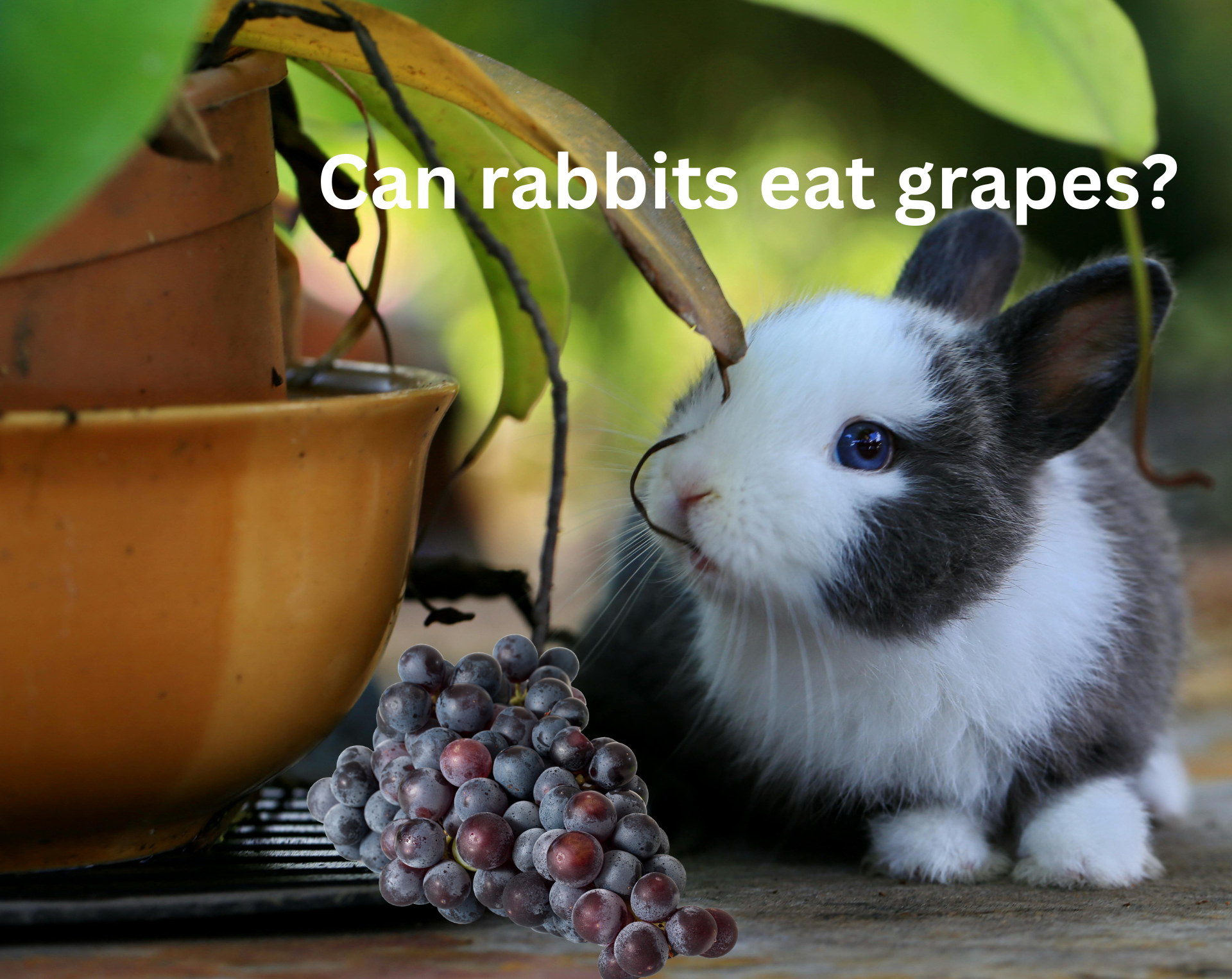 Can rabbits eat grapes?
