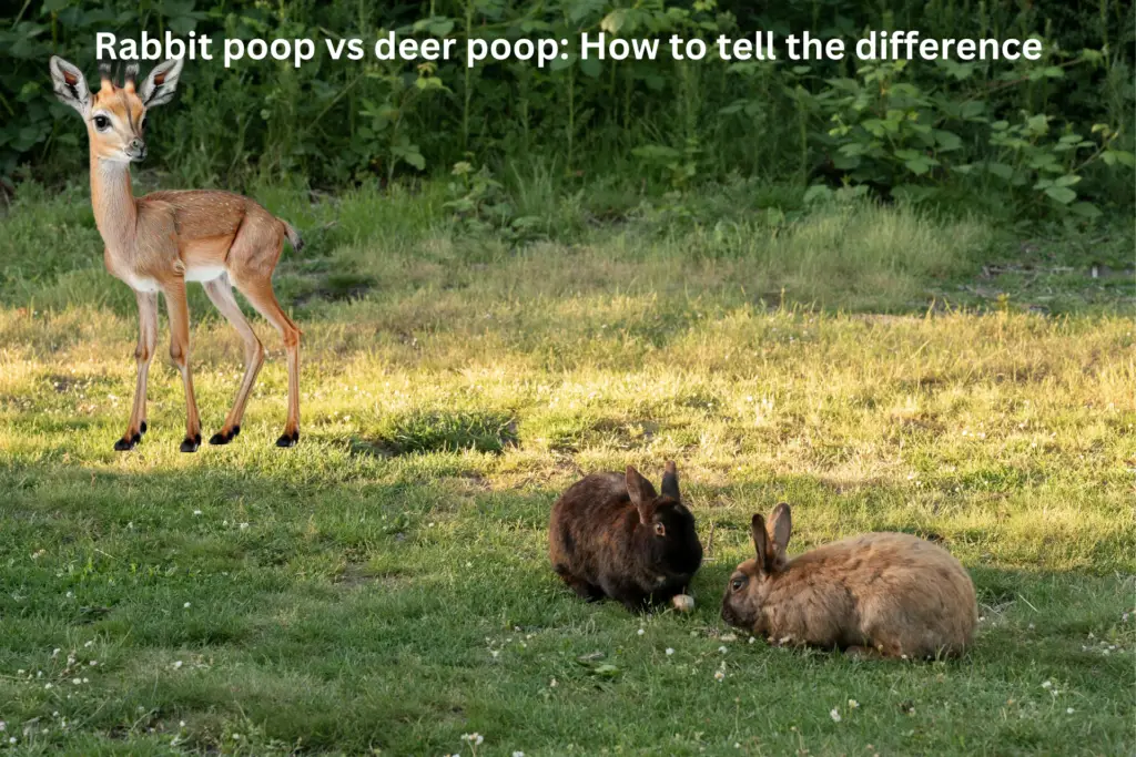 Rabbit poop vs deer poop: How to tell the difference