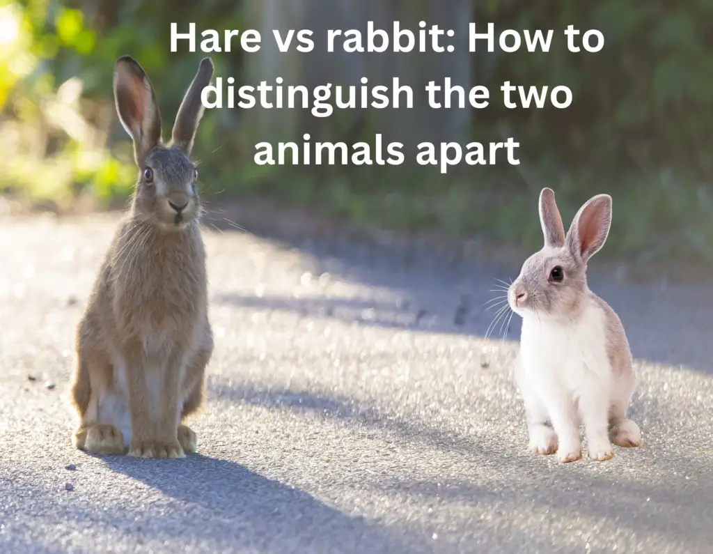 Hare vs rabbit: How to distinguish the two animals apart