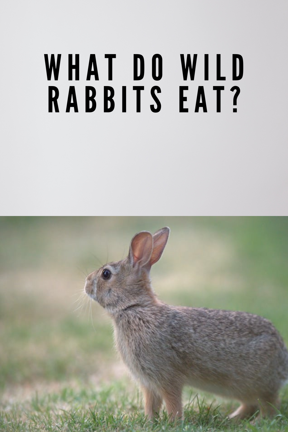 What do wild rabbits eat?