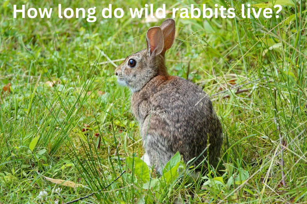 How long do wild rabbits live?