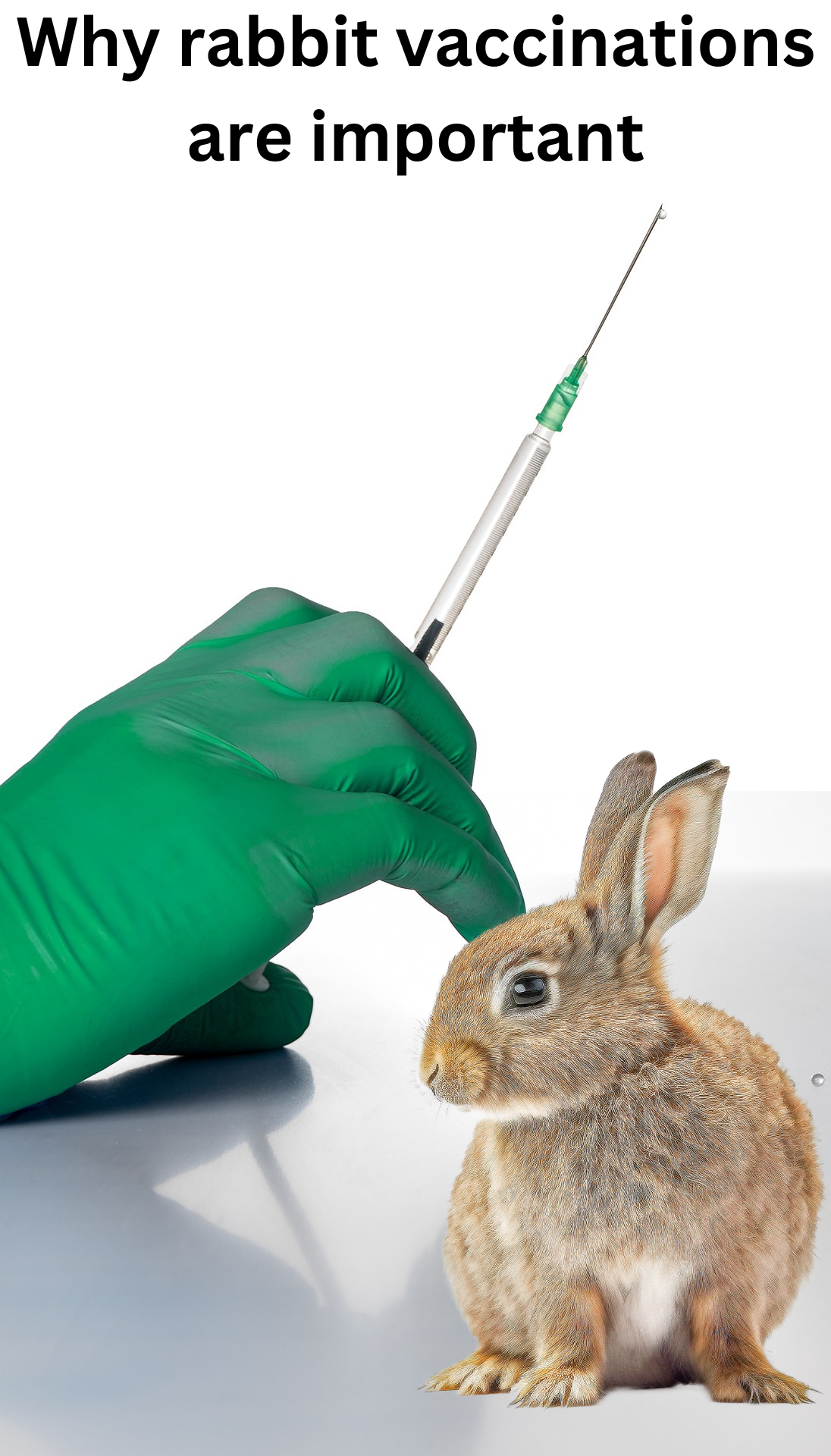 Why rabbit vaccinations are important