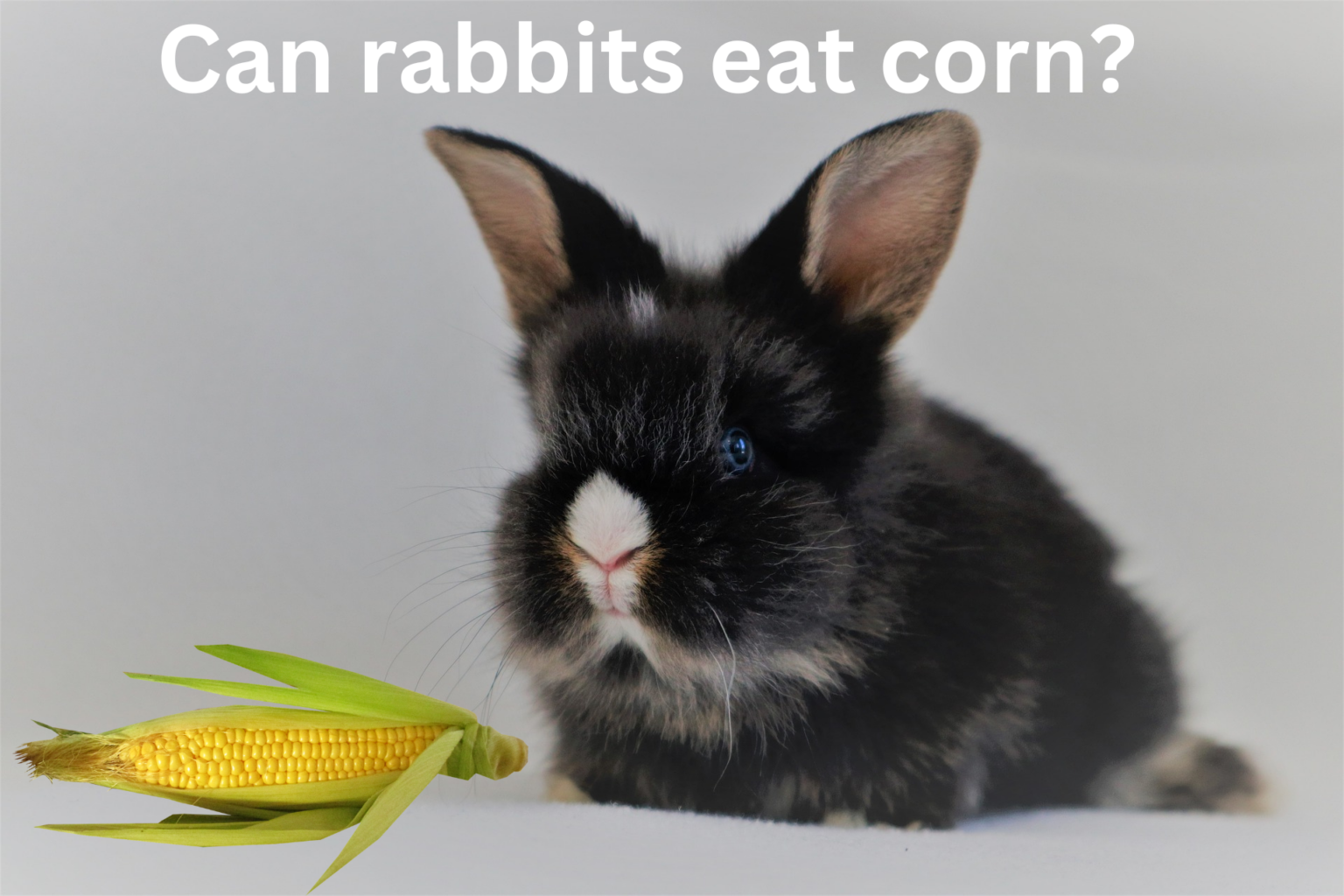Can rabbits eat corn?