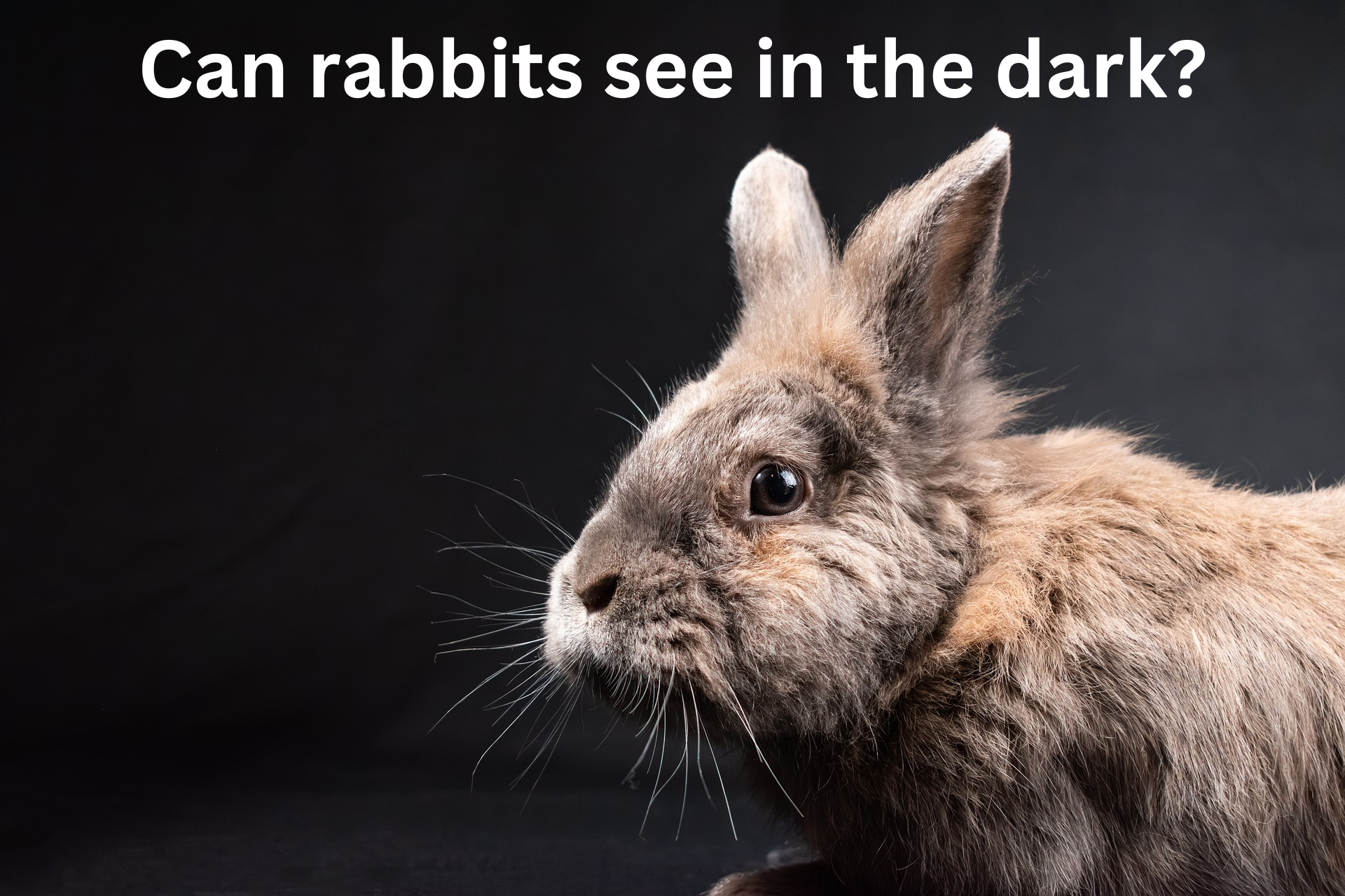 Can rabbits see in the dark?