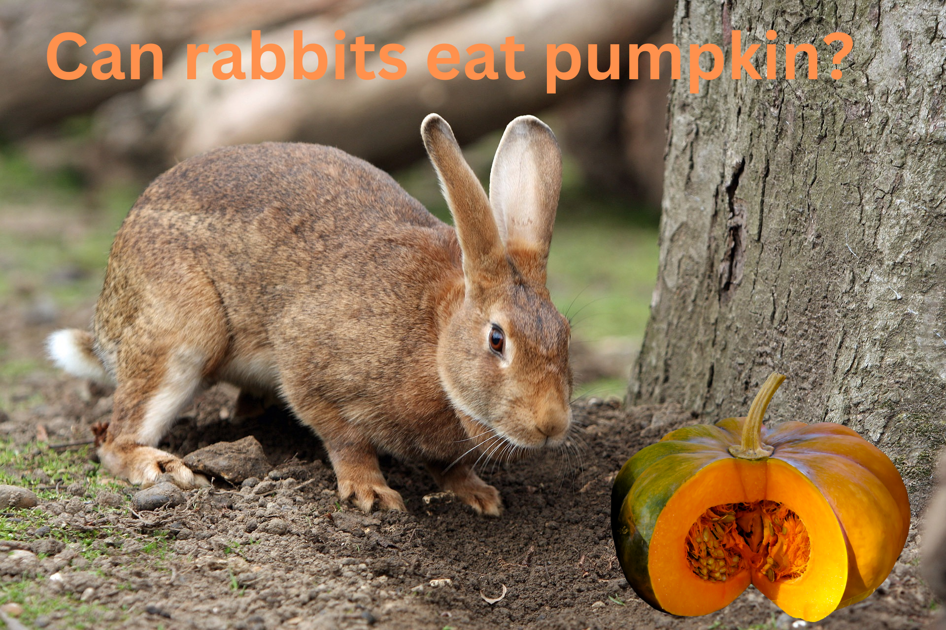Can rabbits eat pumpkin?