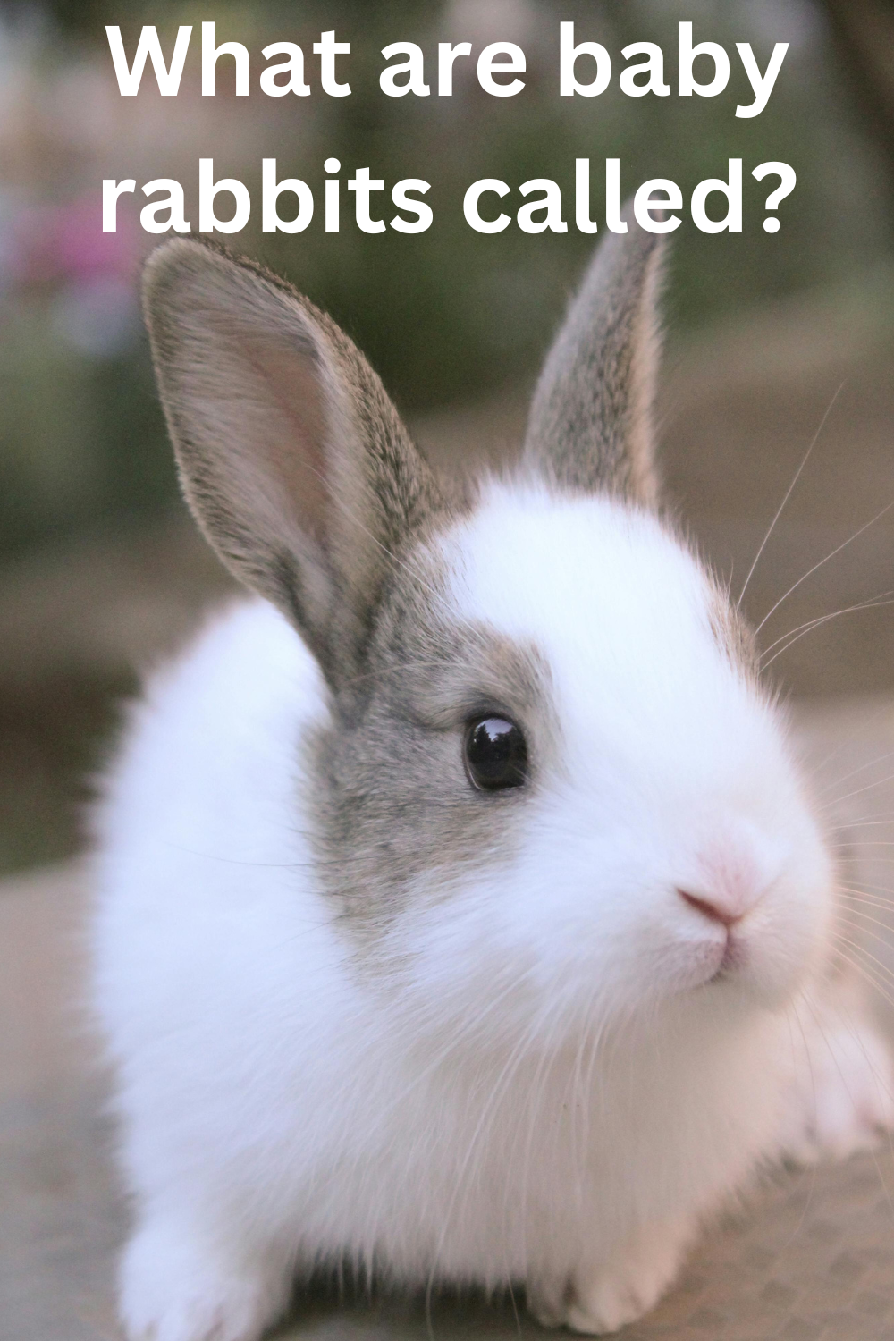 What are baby rabbits called?