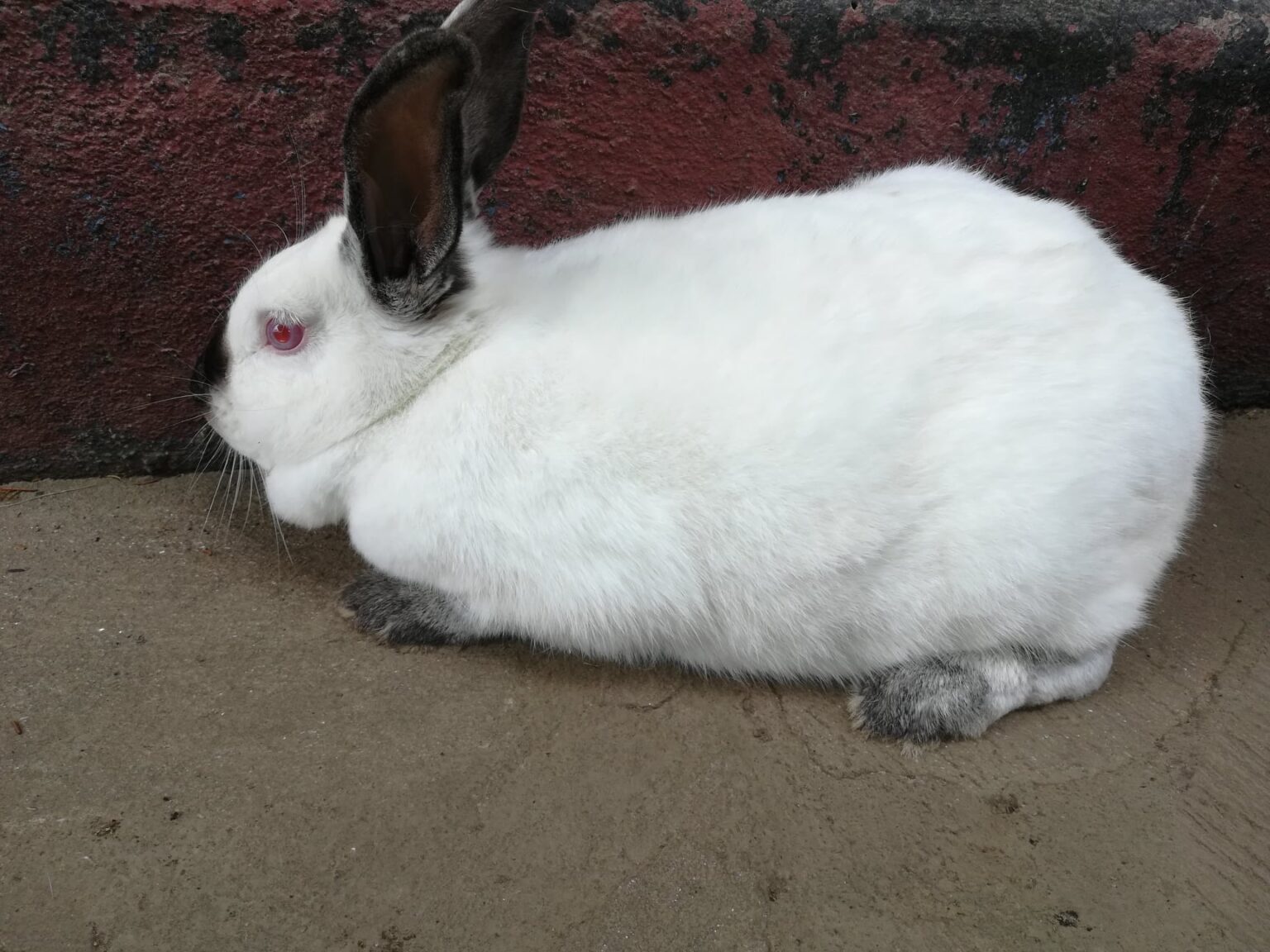 Californian rabbits: All facts and info