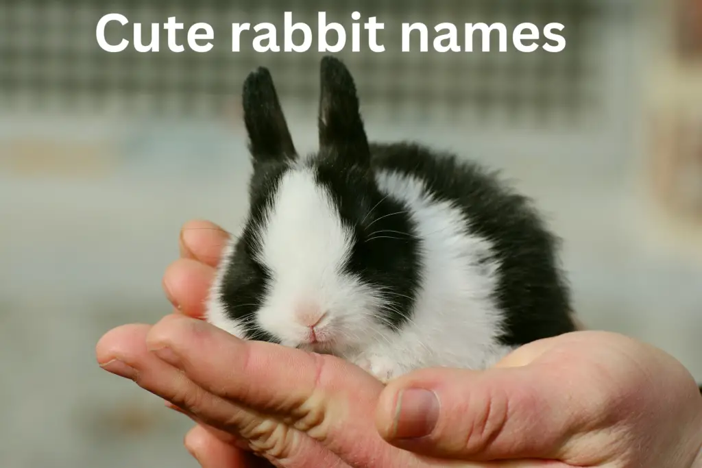 Cute rabbit names